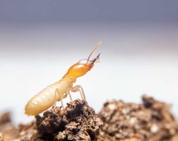 Termite Prevent Tips Silver Spring MD | CALL (301) 613-6570